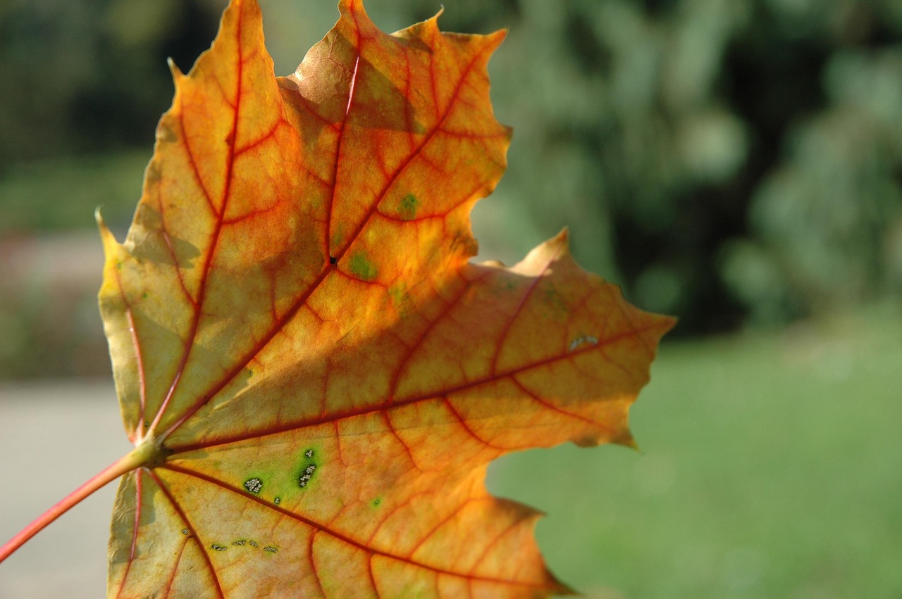 Nature Automne - Photo gratuite sur Pixabay - Pixabay