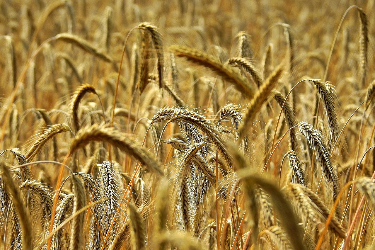 700+ Free Cereal Crops & Agriculture Images - Pixabay