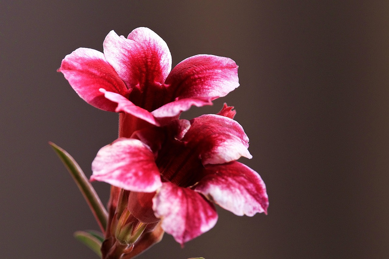 Adenium Flowers Plant - Free photo on Pixabay - Pixabay