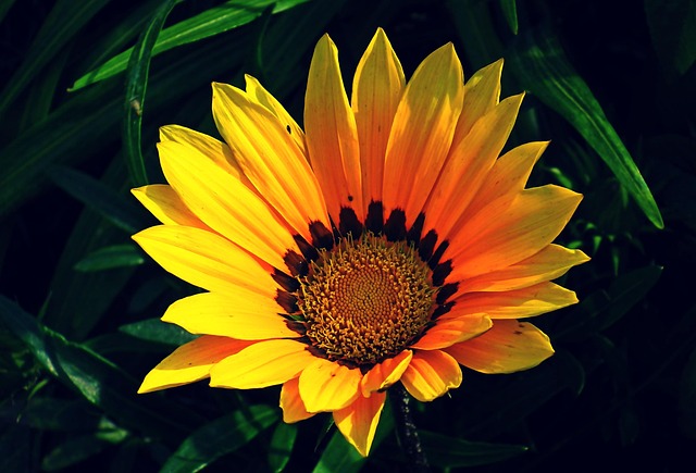 Gazania Flower Plant Yellow - Free photo on Pixabay - Pixabay