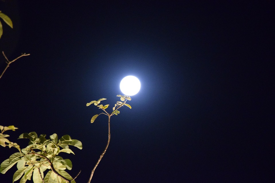 Moon Nature Green - Free photo on Pixabay - Pixabay