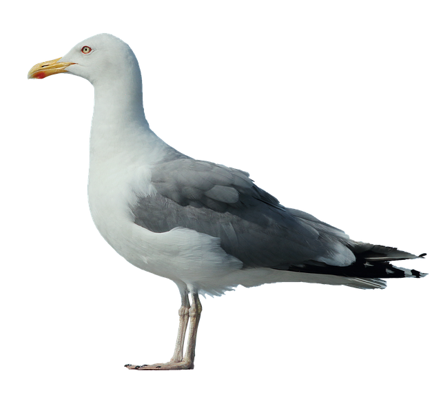 Mouette Oiseau Animaux - Image gratuite sur Pixabay - Pixabay