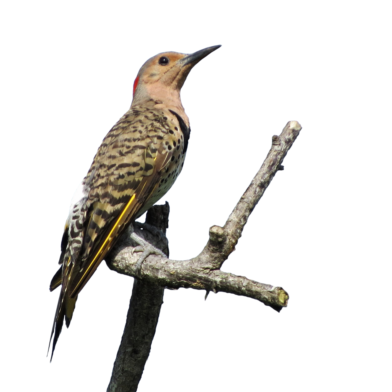 Download Bird, Northern Oscillation, Woodpecker. Royalty-Free Stock ...
