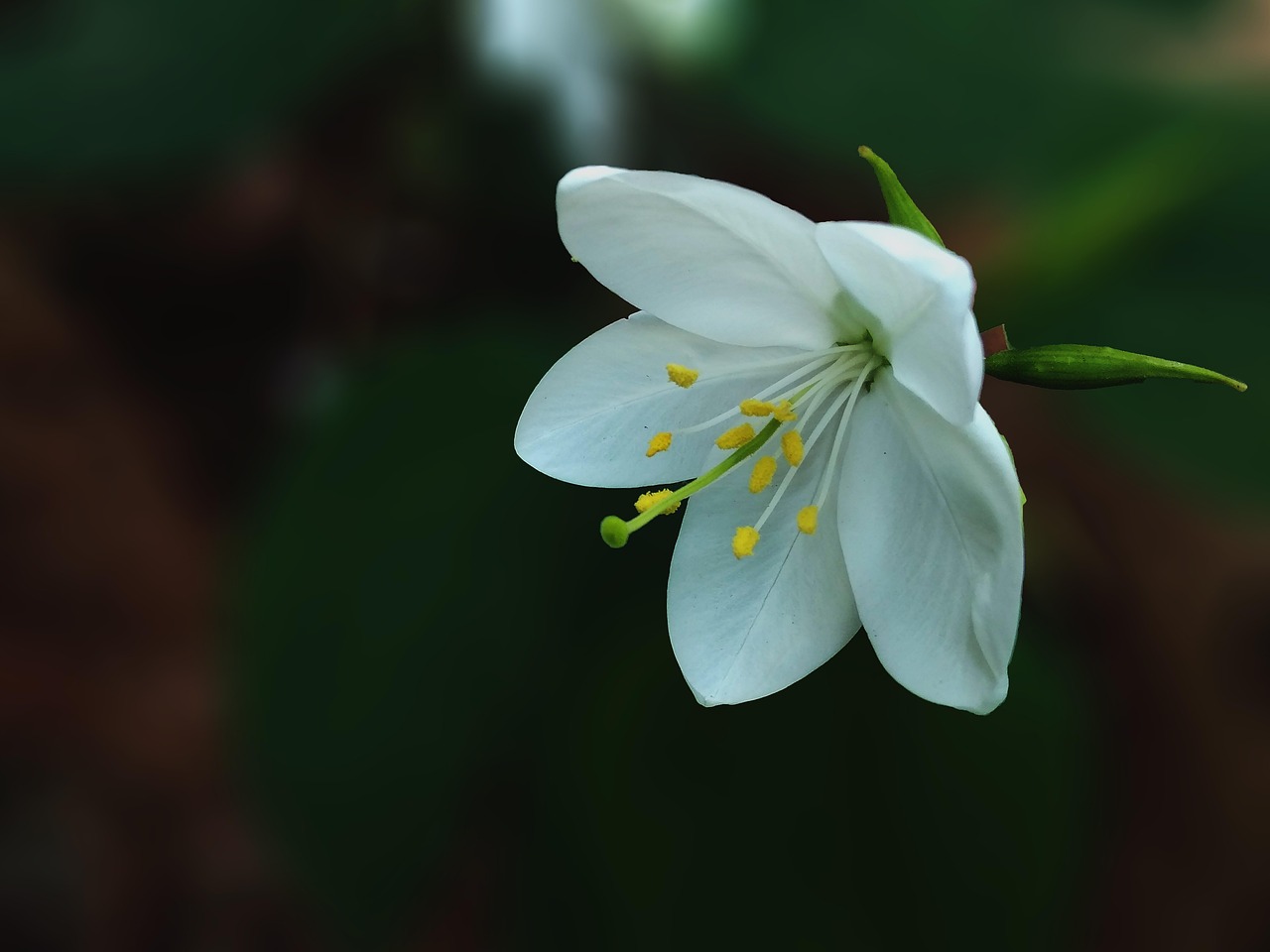 Flower White Petals - Free photo on Pixabay - Pixabay