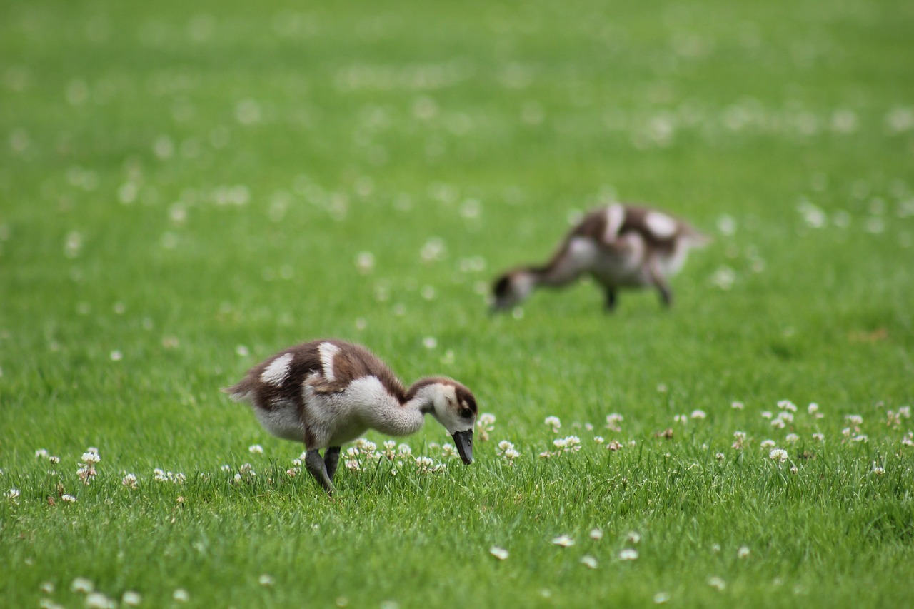 90+ Free Egyptian Goose Chick & Egyptian Goose Images - Pixabay