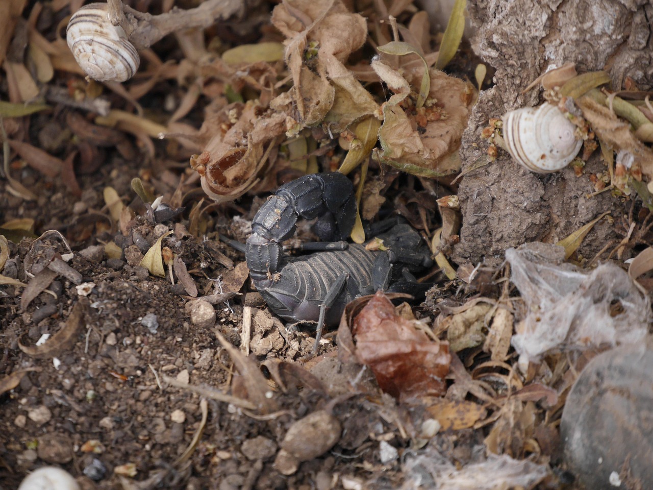 Scorpion Morocco Africa - Free photo on Pixabay - Pixabay