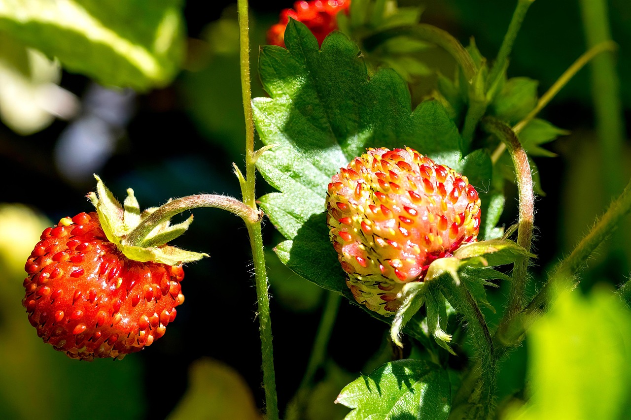 Strawberries Fruits Berries - Free photo on Pixabay - Pixabay