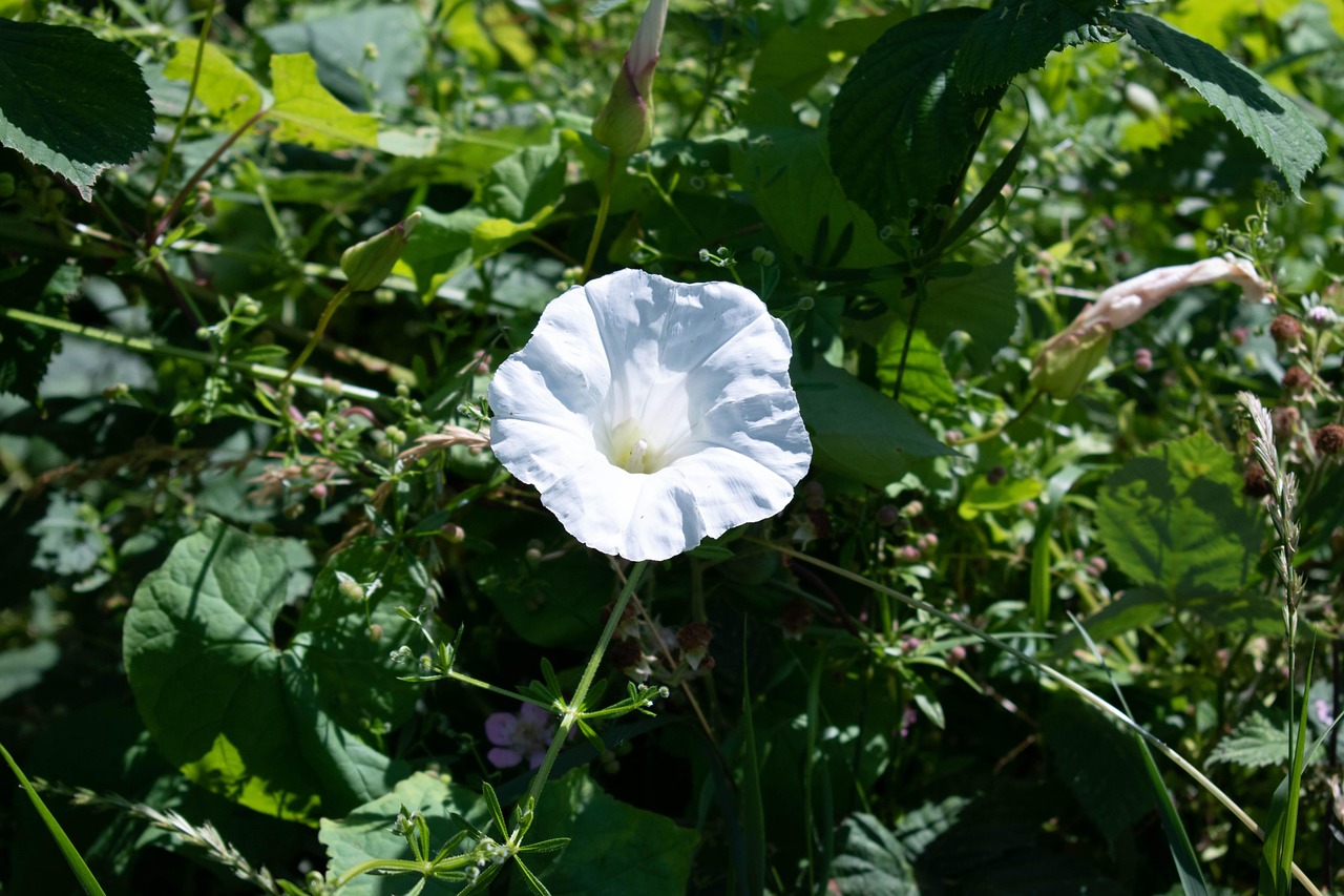 Beach Moonflower Wildflower Flower - Free photo on Pixabay - Pixabay