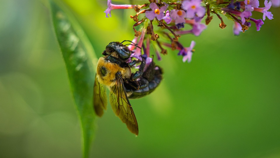 Bee Insect Pollinate - Free photo on Pixabay - Pixabay