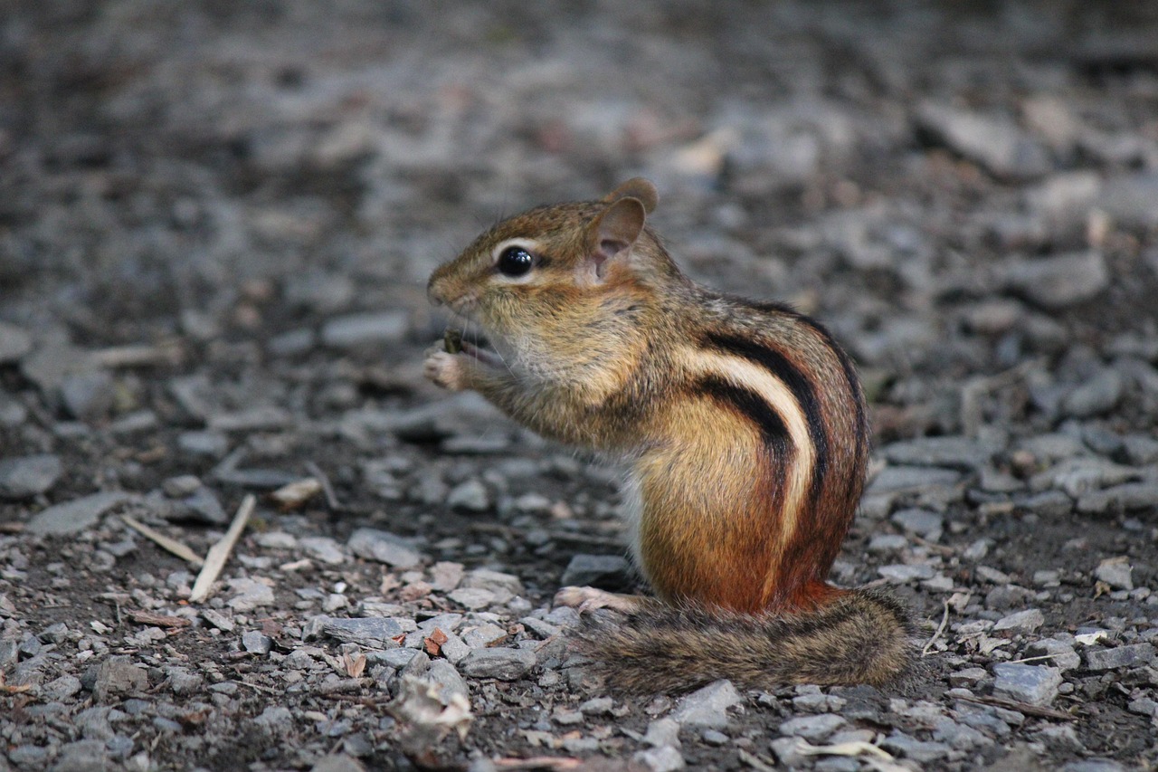 Eichhörnchen Nagetier Auf - Kostenloses Foto auf Pixabay - Pixabay