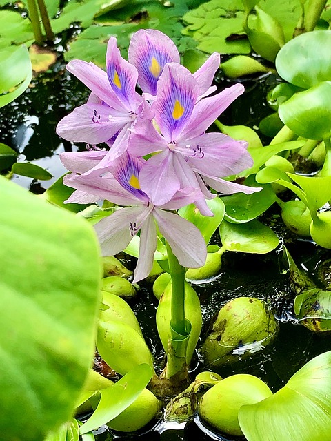 Tanaman Air Bunga-Bunga Alam - Foto gratis di Pixabay - Pixabay