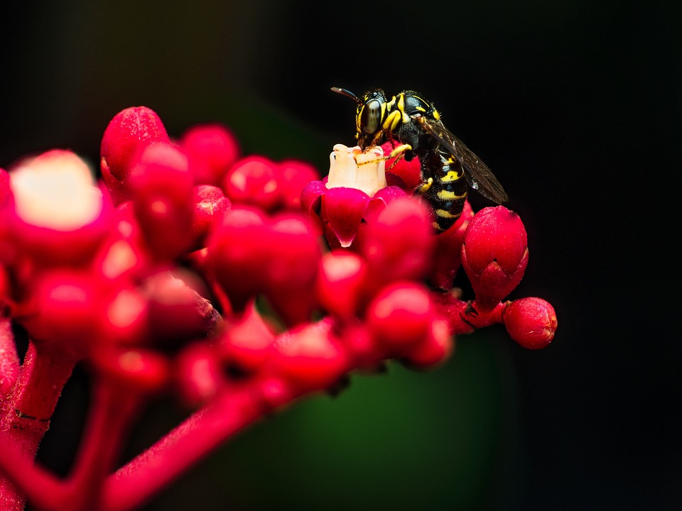 Bee Insect Pollinate - Free photo on Pixabay - Pixabay