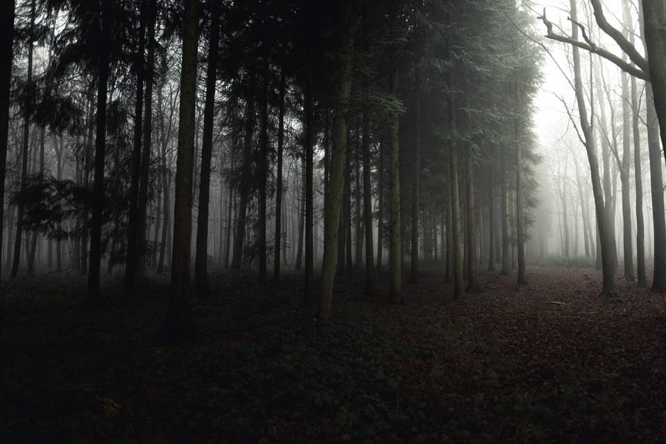 森林 黑暗的 密 - Pixabay上的免费照片 - Pixabay