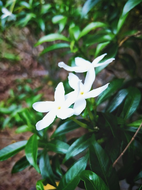 Flower White Portrait - Free photo on Pixabay - Pixabay