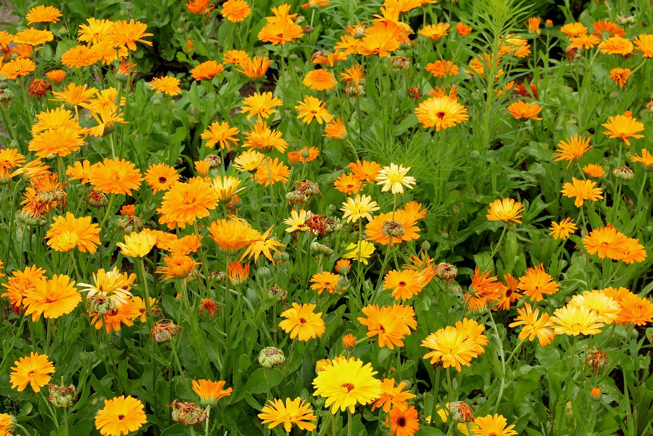 Marigold Bunga-Bunga Kebun Bunga - Foto gratis di Pixabay - Pixabay