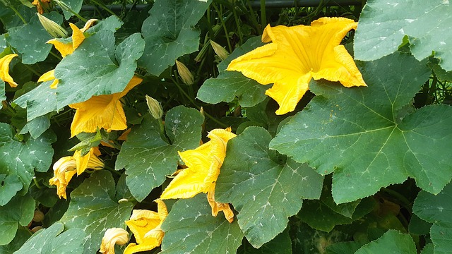 Fleur De Citrouille - Photo gratuite sur Pixabay - Pixabay
