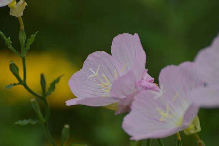 7+ Free Pinkladies & Petals Photos - Pixabay