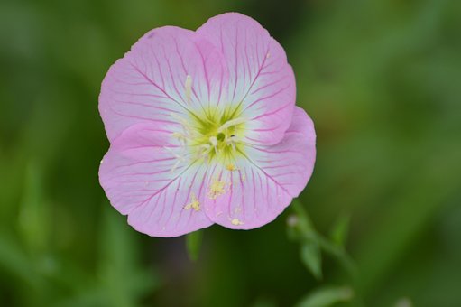 7+ Free Pinkladies & Petals Photos - Pixabay