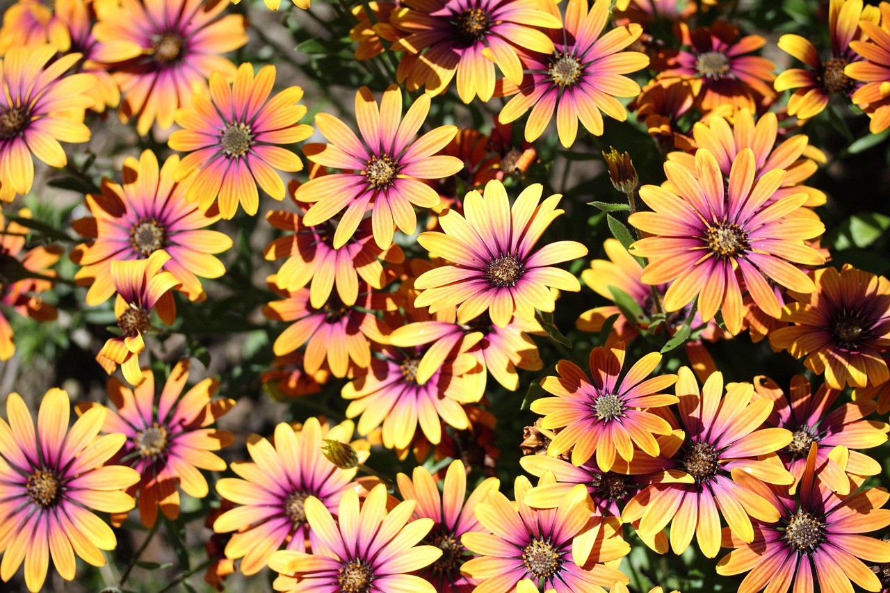 African Daisies Flowers - Free photo on Pixabay