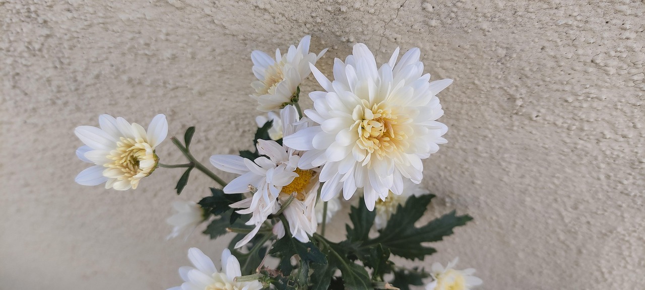 Bunga Aster Ibu Taman Yang Tangguh - Foto gratis di Pixabay - Pixabay