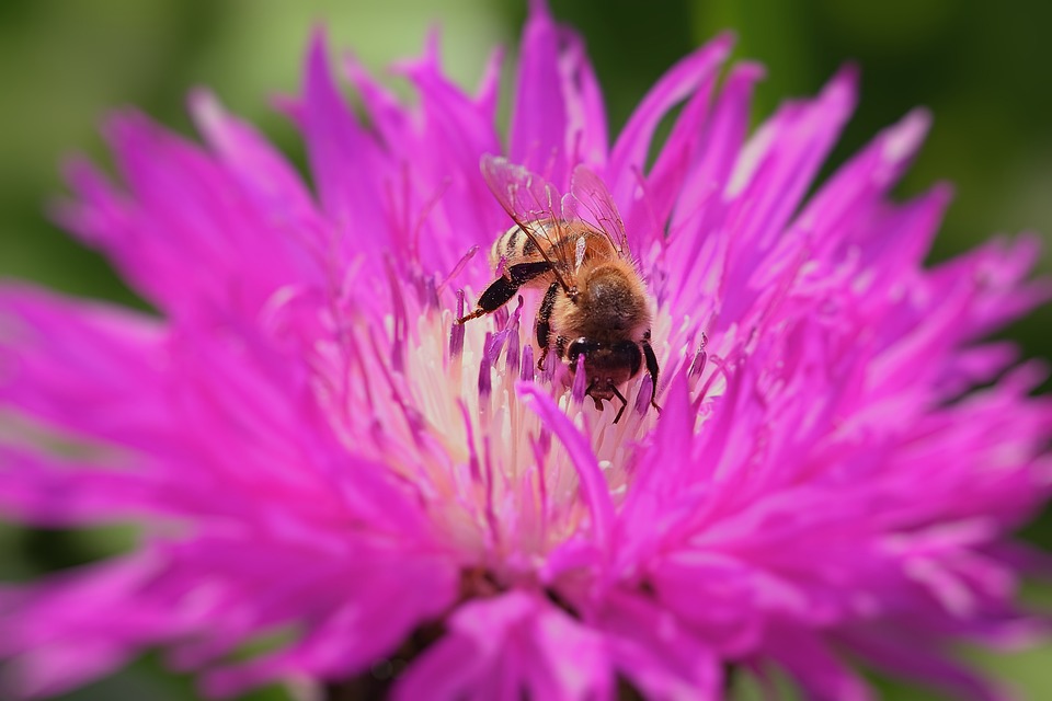 Bee Insect Pollinate - Free photo on Pixabay - Pixabay