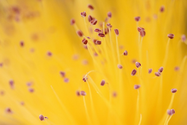 Stamens Botany Macro Photography - Free photo on Pixabay