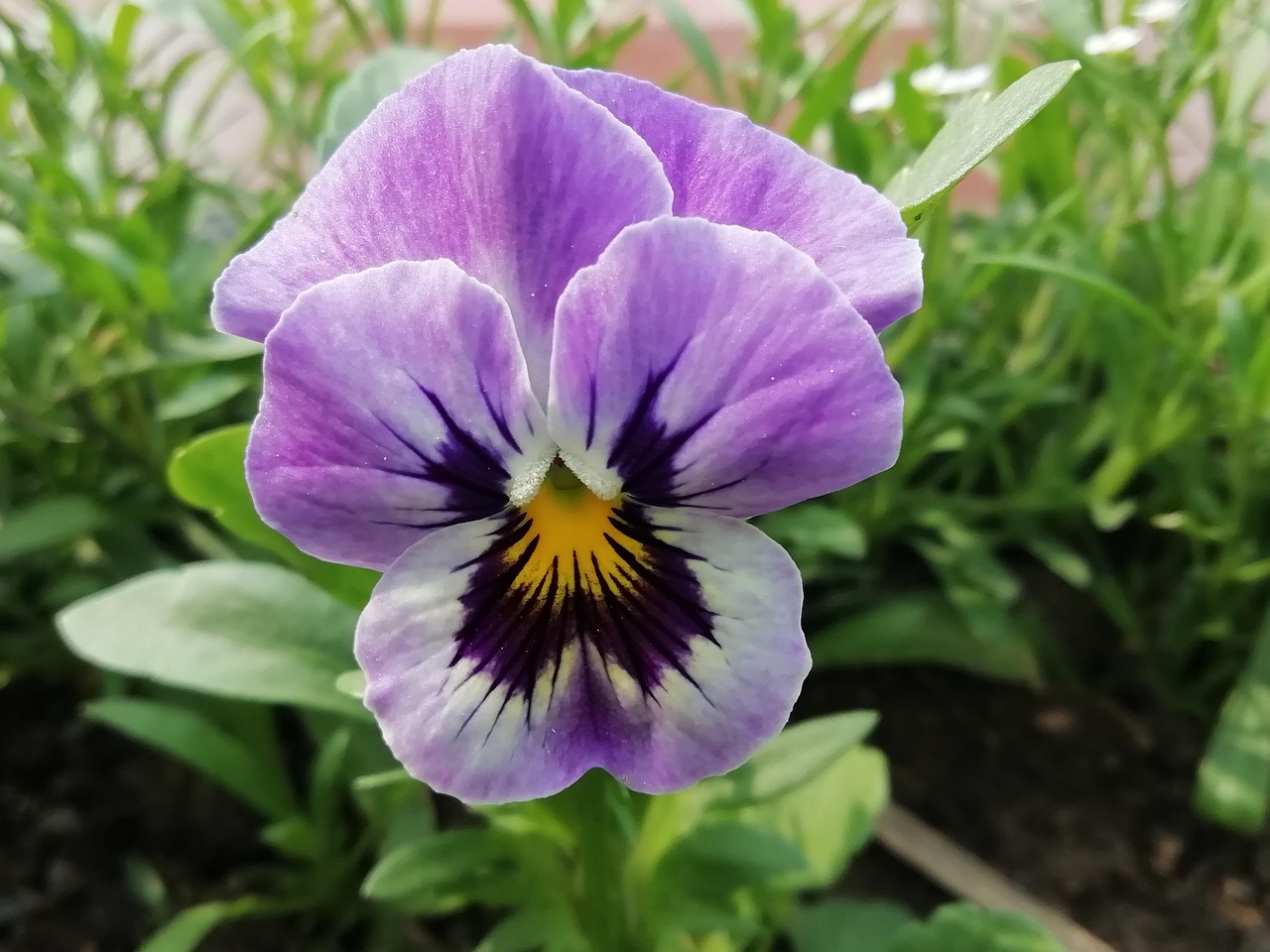 Pansy Flower Nature Beauty - Free photo on Pixabay - Pixabay