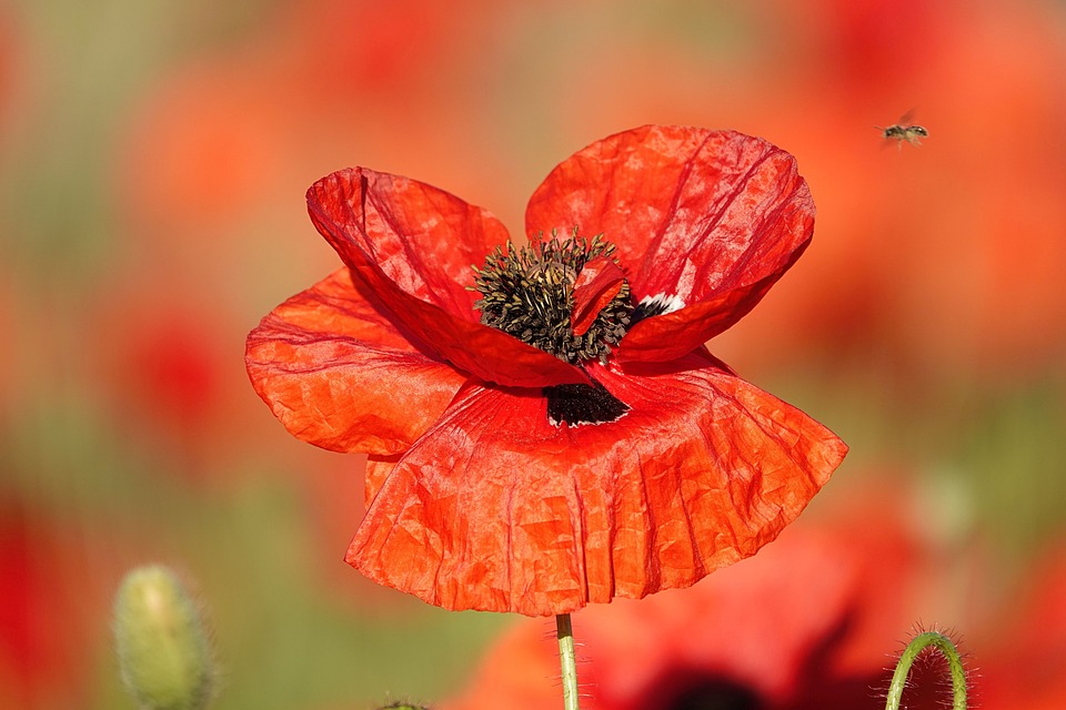 Opium Bunga Poppy Merah - Foto gratis di Pixabay - Pixabay