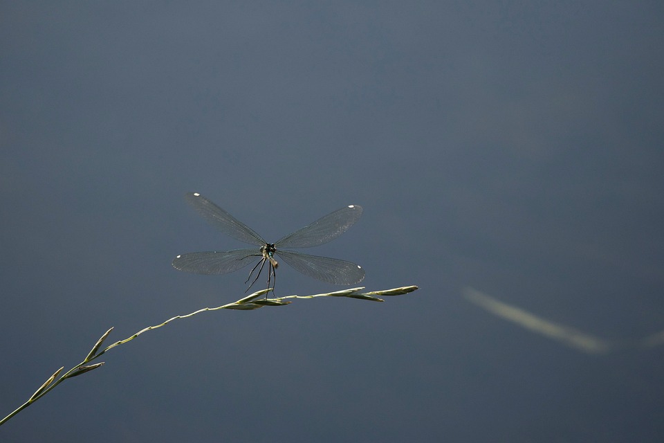 Libellule Insecte Animal - Photo gratuite sur Pixabay - Pixabay