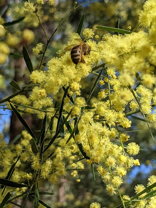 Golden Wattle Acacia Yellow - Free photo on Pixabay - Pixabay