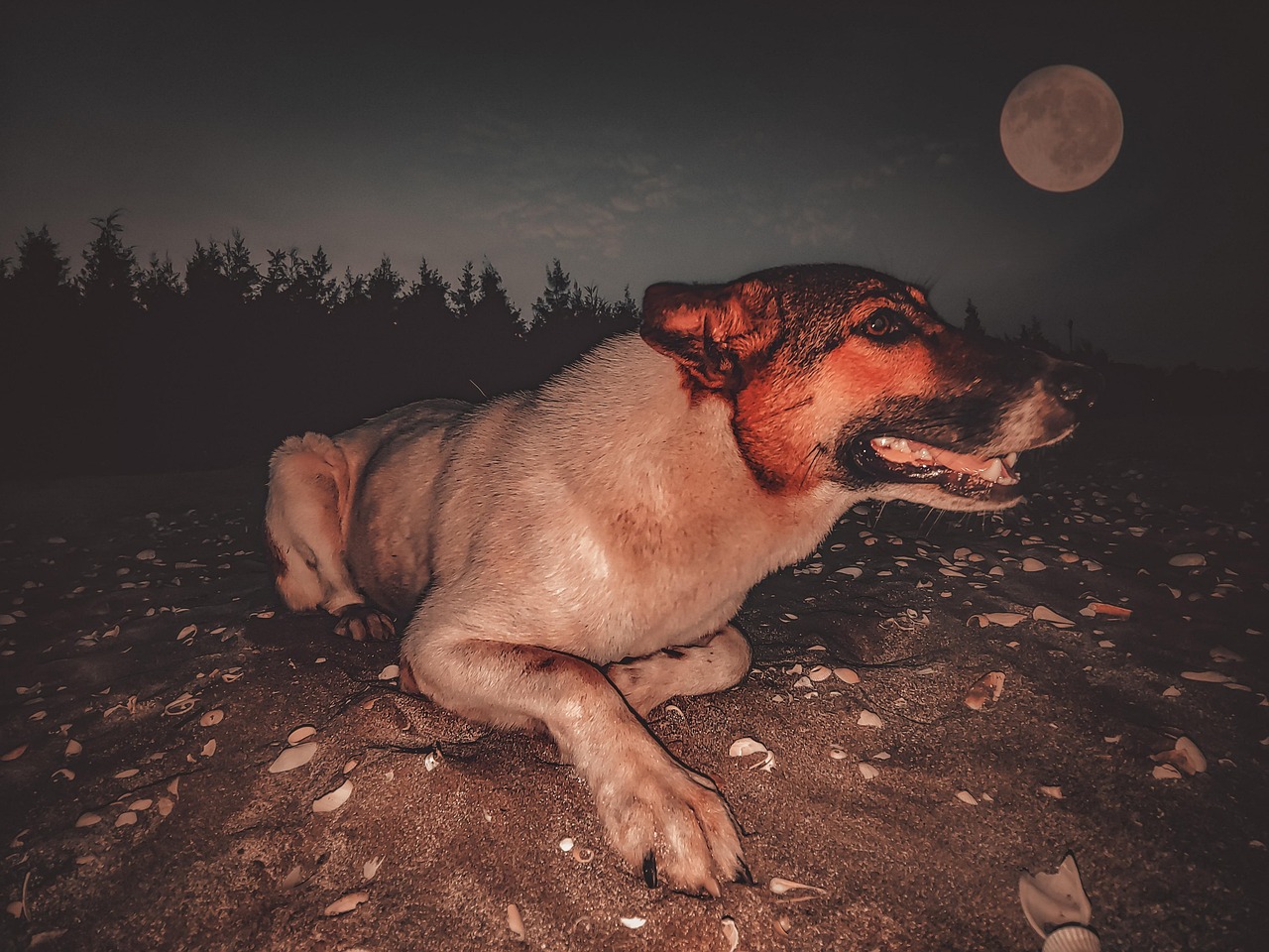 Dog Moon Night - Free photo on Pixabay - Pixabay