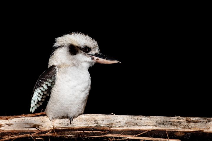 700+ Free Kingfisher & Bird Images