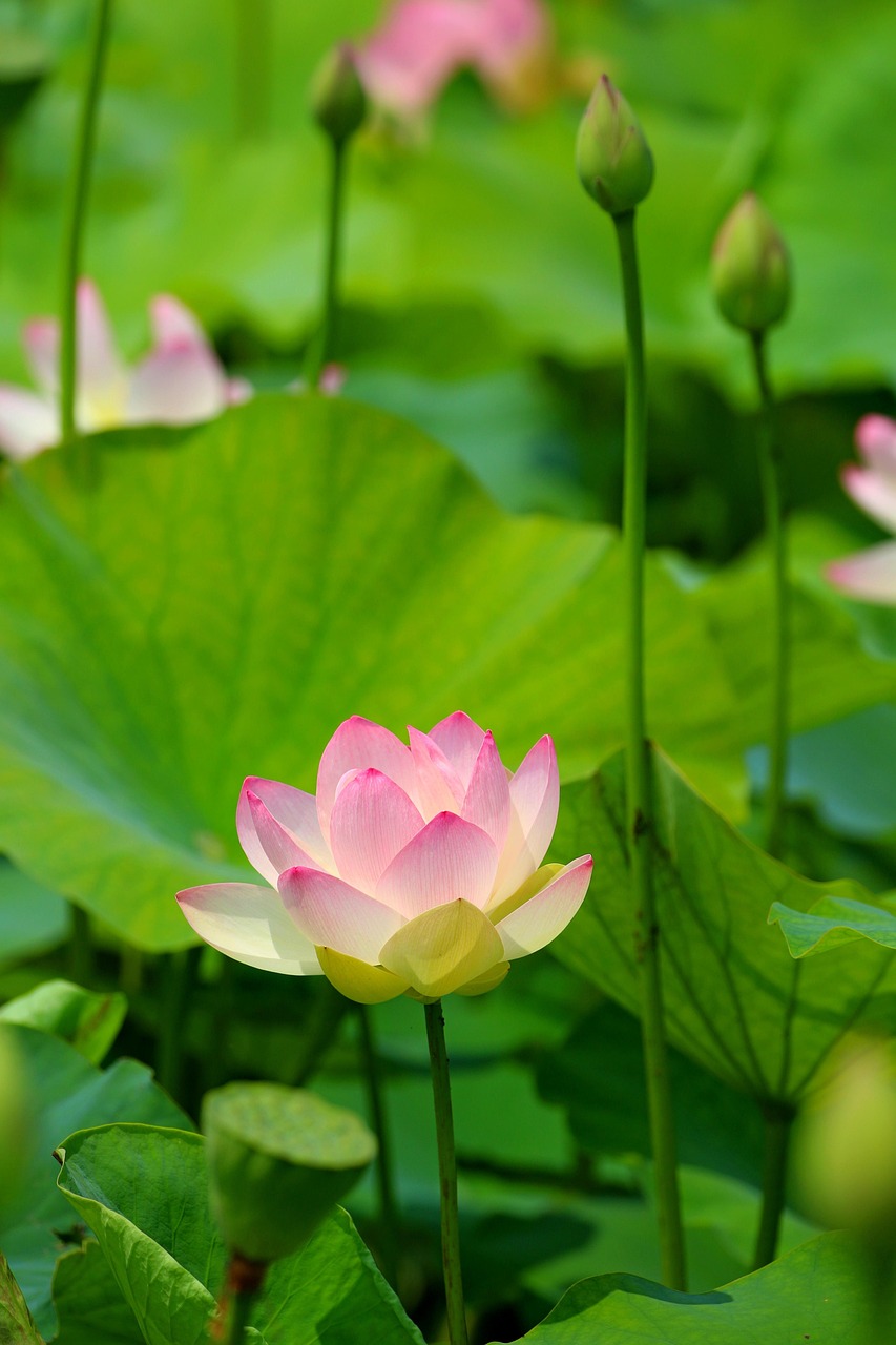 Lotus Flower Pink - Free photo on Pixabay - Pixabay