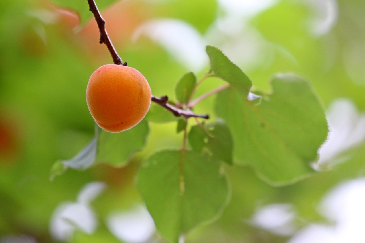 Abricot Fruit Aliments - Photo gratuite sur Pixabay - Pixabay