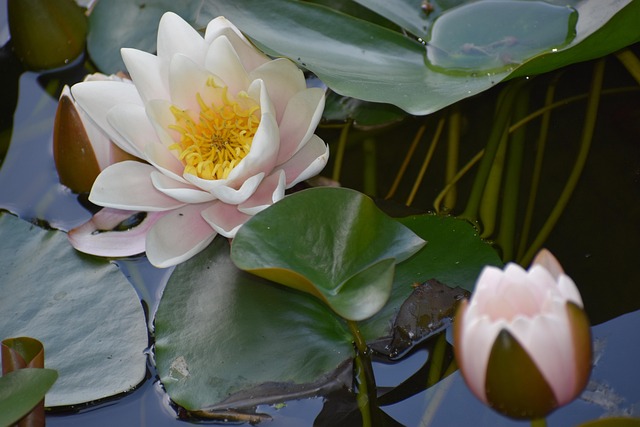 Water Lilies Lily Pads Pond Free Photo On Pixabay Pixabay