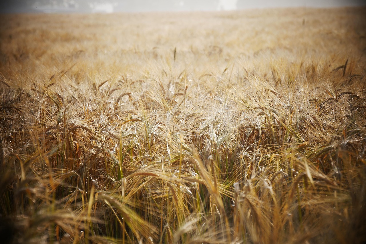 Trigo Campo De - Foto gratis en Pixabay - Pixabay