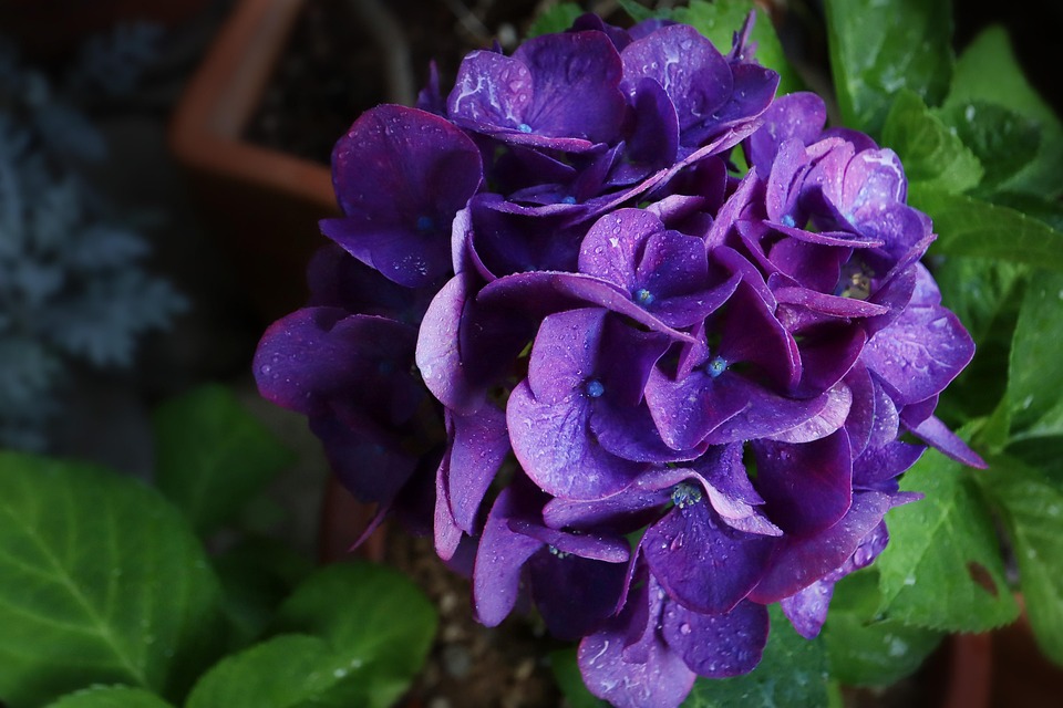 Hydrangea Kukka Kaste - Ilmainen valokuva Pixabayssa - Pixabay