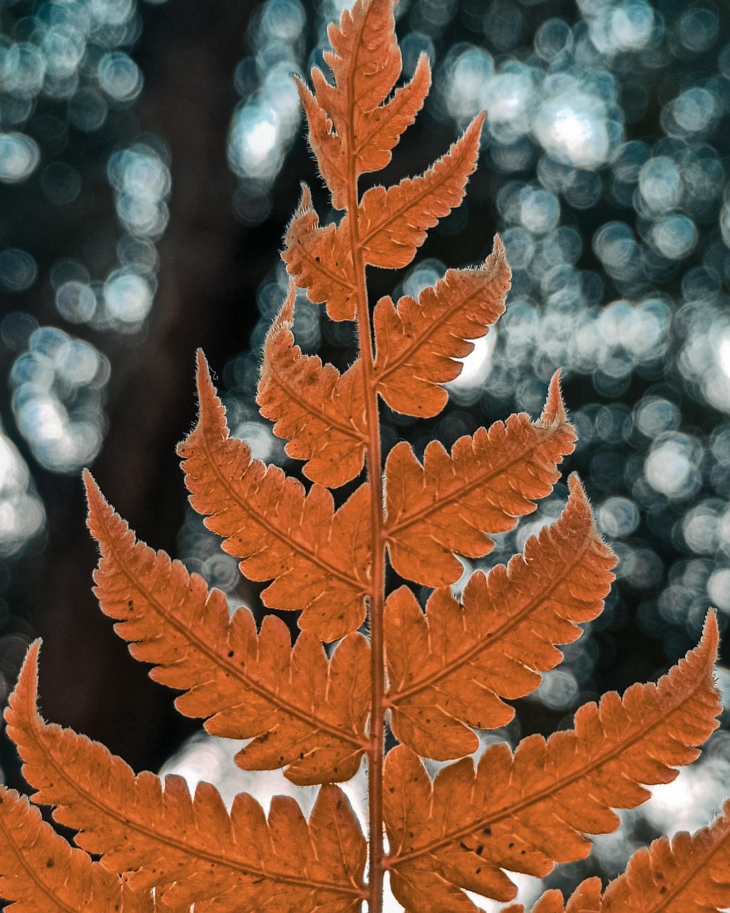Leaf Bokeh Free Photo On Pixabay Pixabay