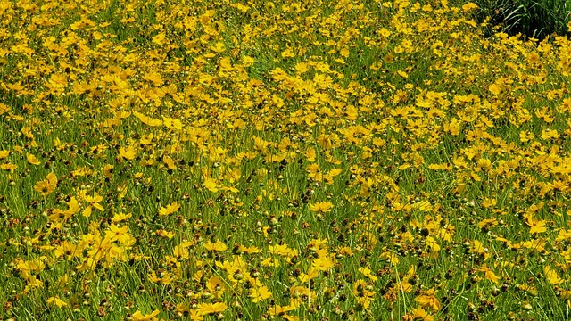 Fleurs Jaunes Prairie - Photo gratuite sur Pixabay - Pixabay