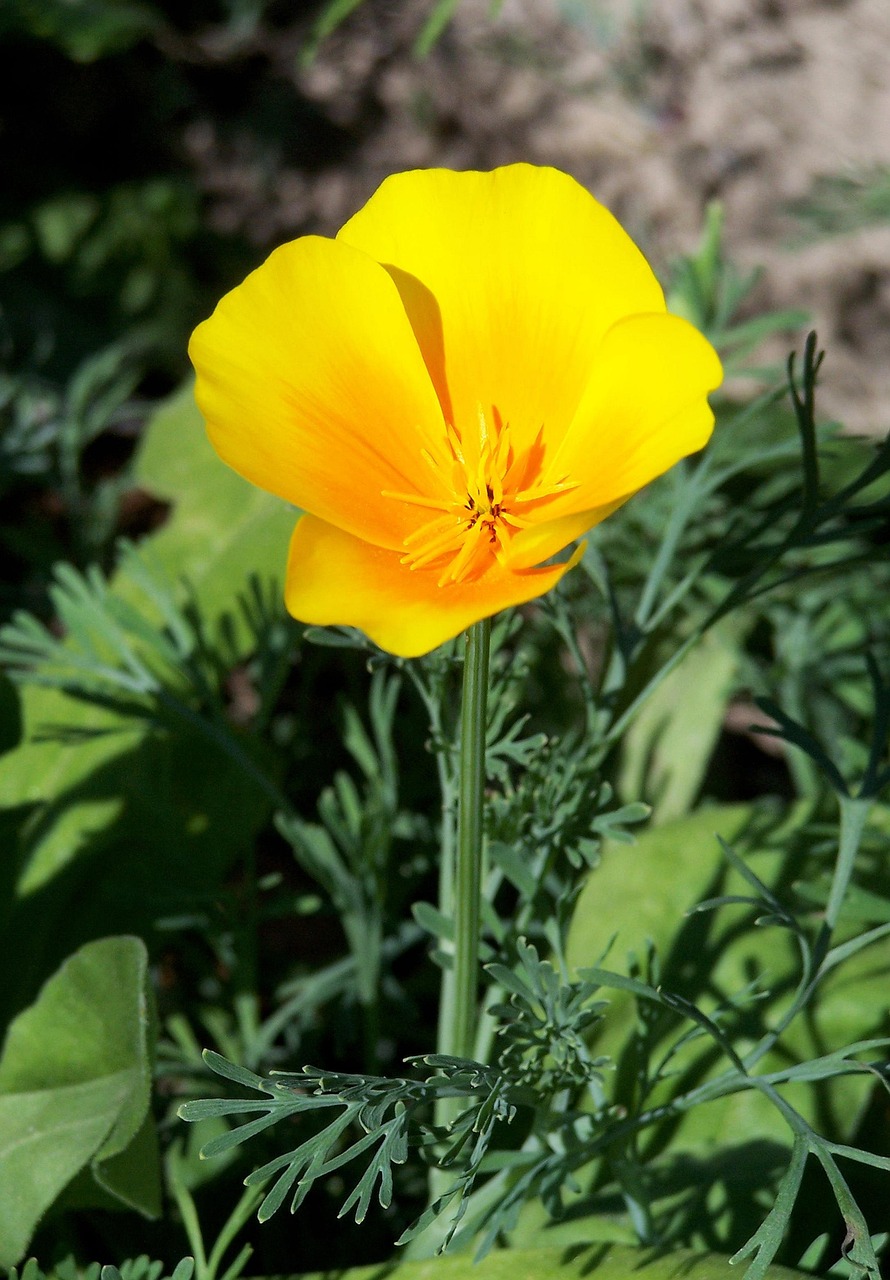 100+ Free California Poppy & Nature Images - Pixabay