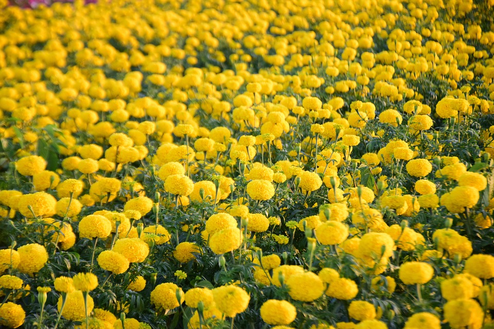 Calendula Souci Fleur La - Photo gratuite sur Pixabay - Pixabay