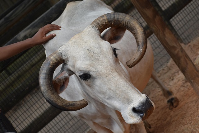 Stier Beim Zootier 2021 Herman - Kostenloses Foto auf Pixabay - Pixabay