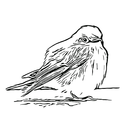 40+ Free Bird Outline & Bird Vectors - Pixabay
