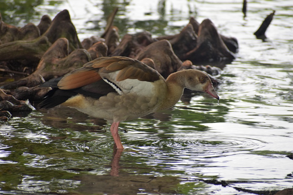 Bebek Burung Kolam - Foto gratis di Pixabay