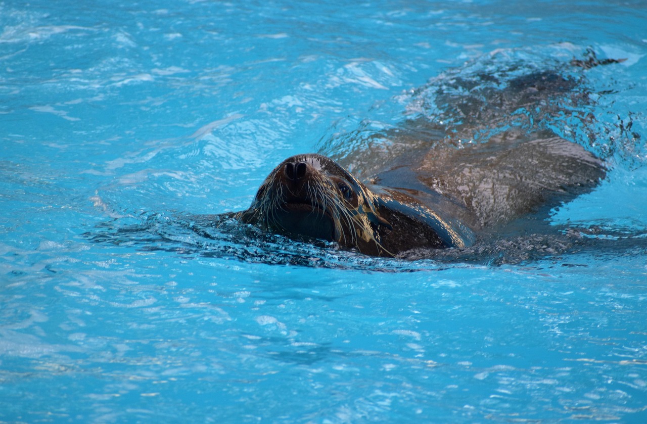 California Sea Lion Animal Pool - Free photo on Pixabay - Pixabay