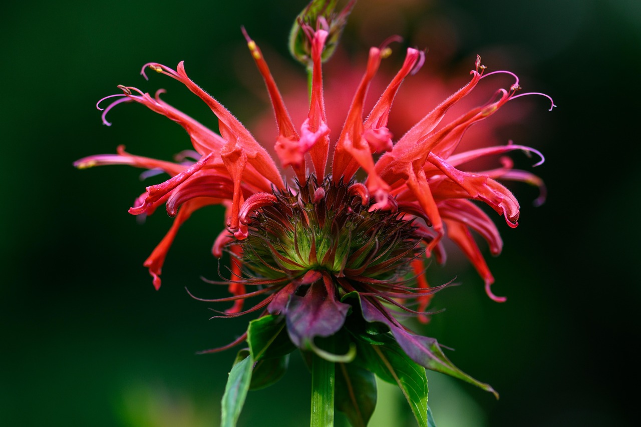 Indian Nettle Scarlet-Monarde - Free photo on Pixabay