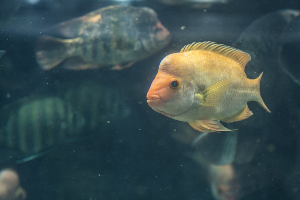 Fish Aquarium Marine - Free photo on Pixabay - Pixabay