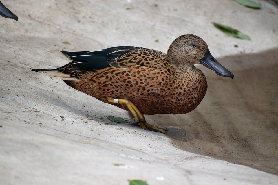 Two Ducks Twin Birds Animals - Free photo on Pixabay
