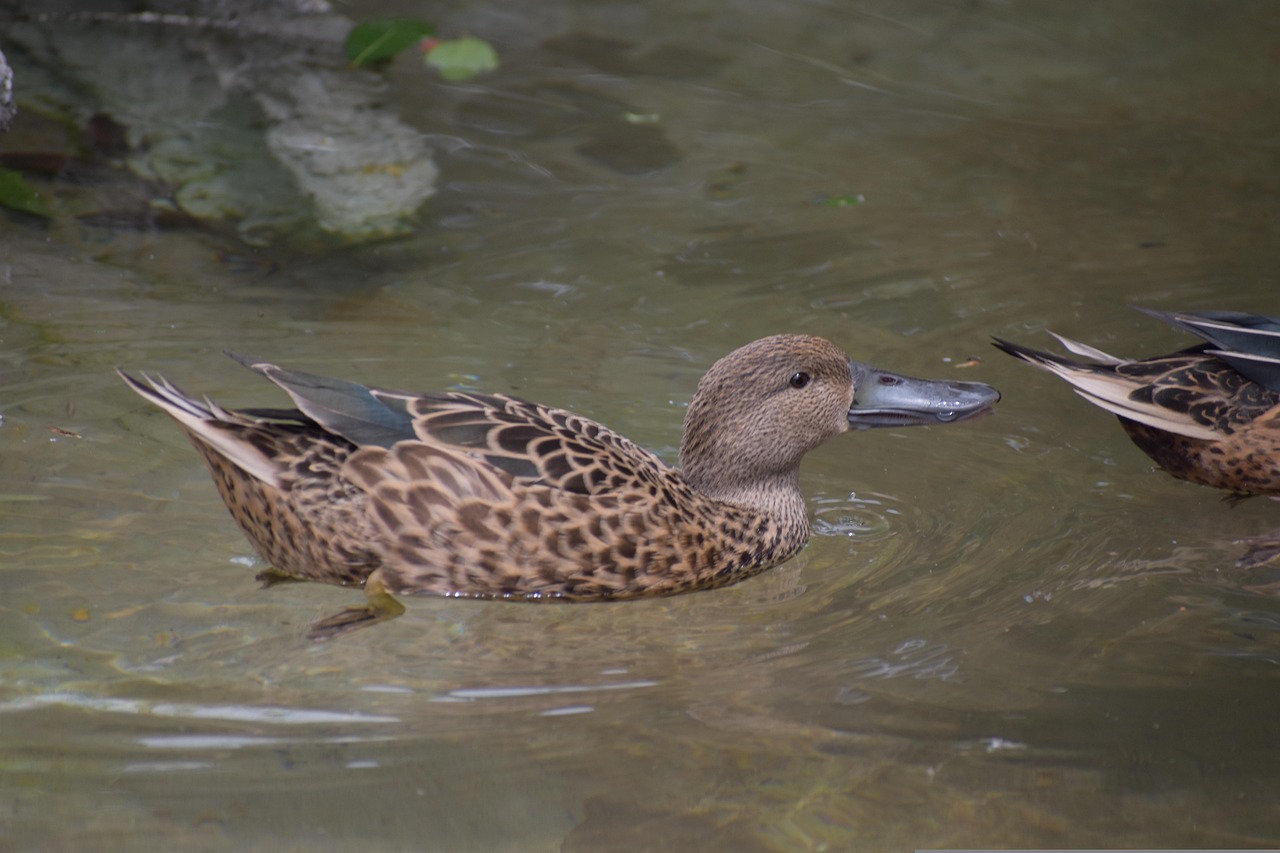 Two Ducks Twin Birds Animals - Free photo on Pixabay