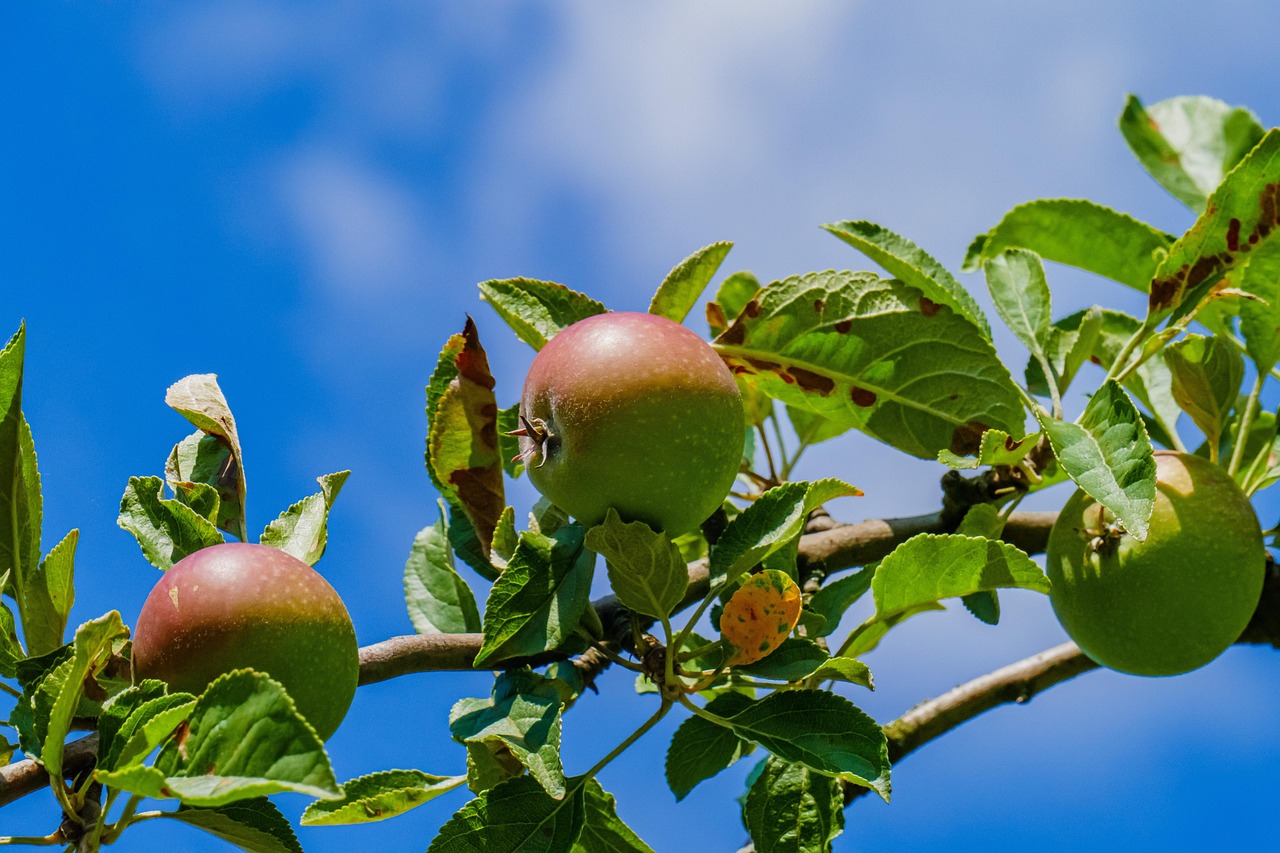 Apples Fruit Harvest - Free photo on Pixabay - Pixabay